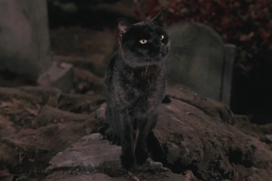 7 behind-the-scenes facts about Hocus Pocus | WHO