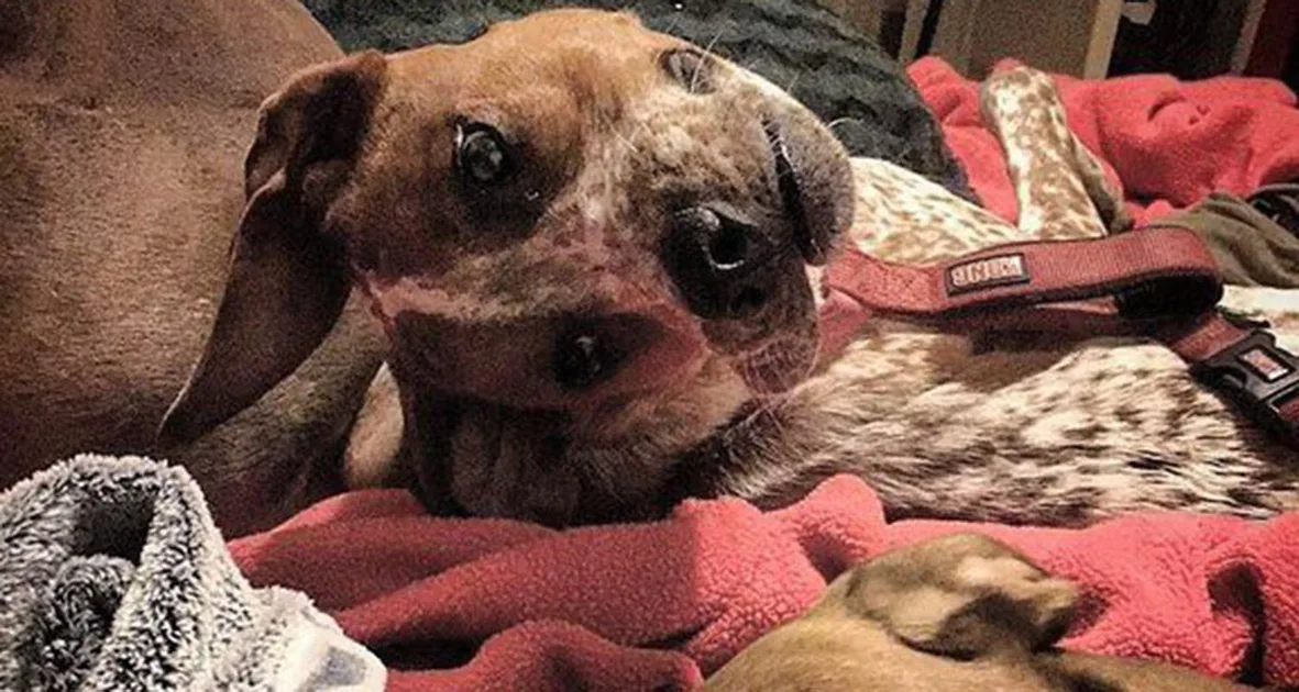 Trippy optical illusion dog takes the internet by storm | Girlfriend