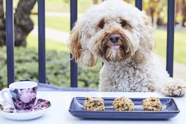 A Sydney Café Has Launched A ‘Dogustation’ Brunch Menu So Your Pup Can ...