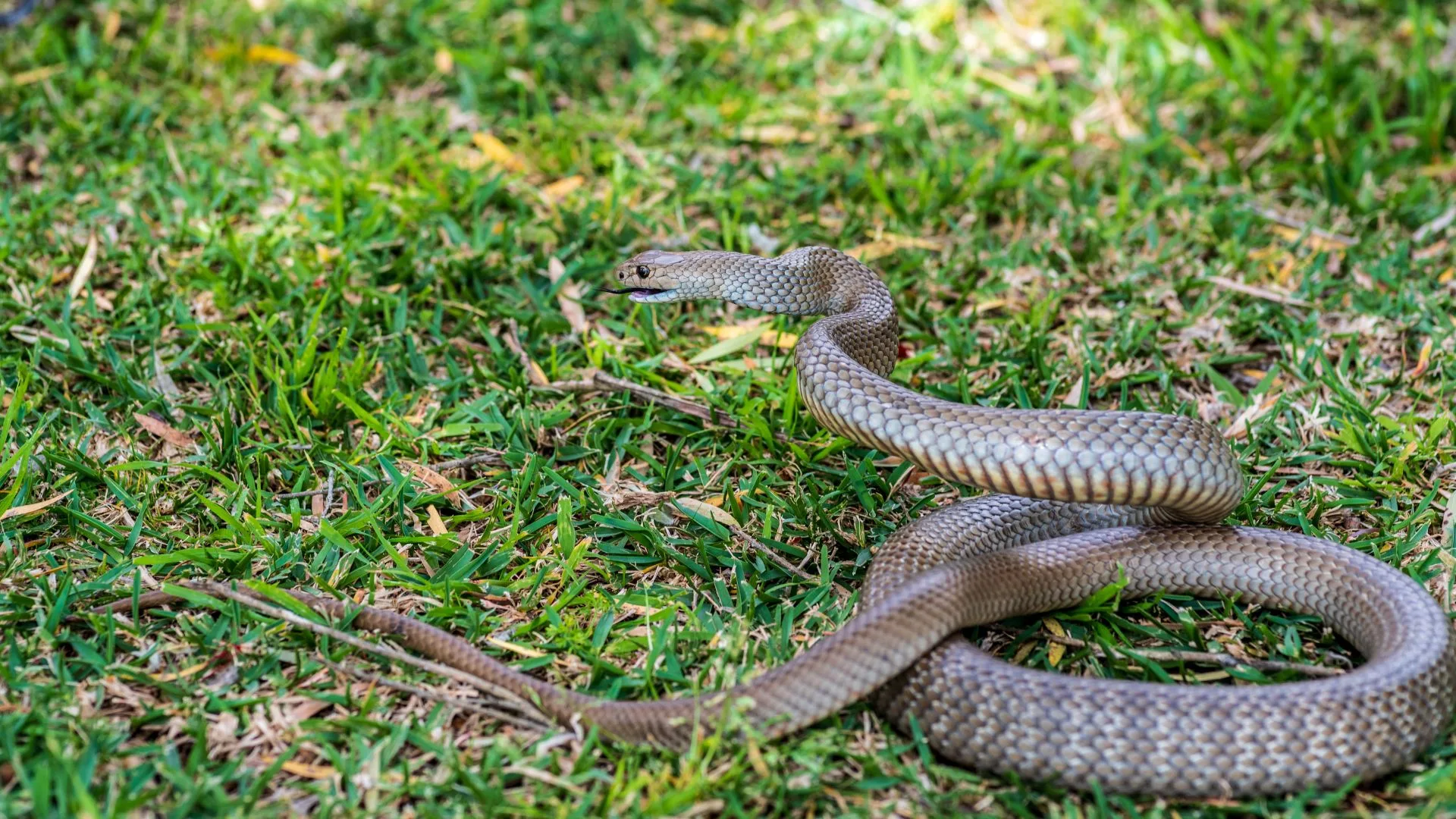 Do Snake Repellers Work? Your Guide to Snake Repellents | New Idea