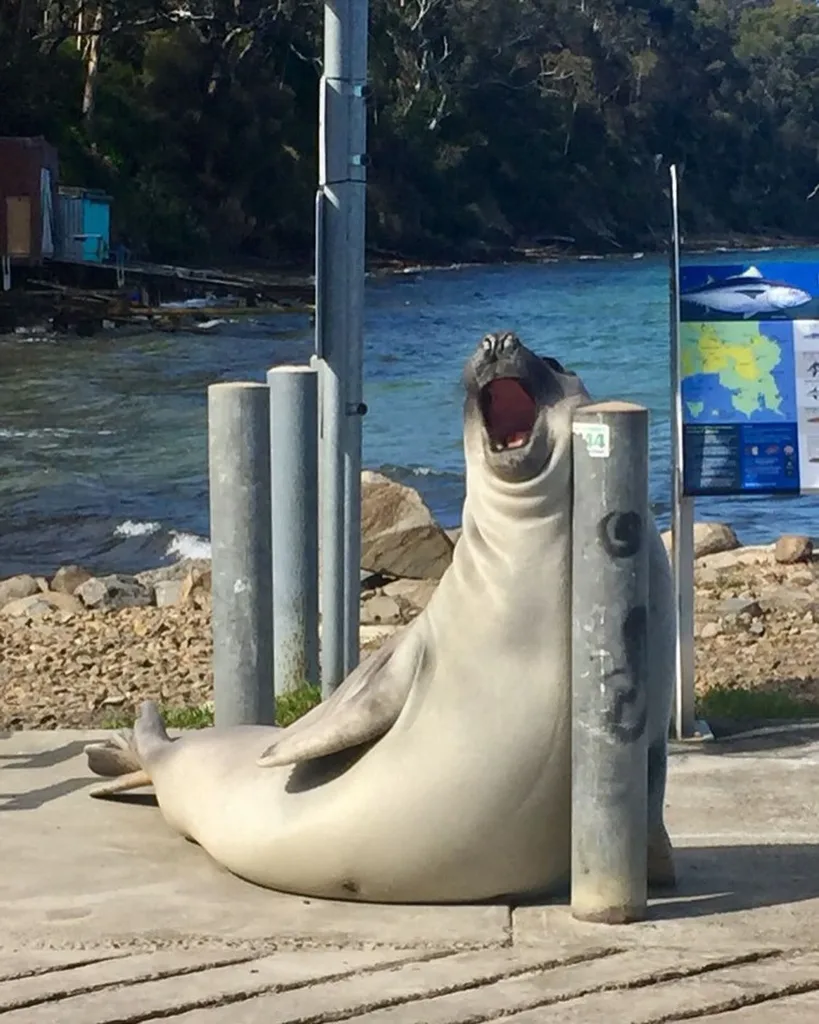 Viral sensation Neil the Seal given new home | New Idea