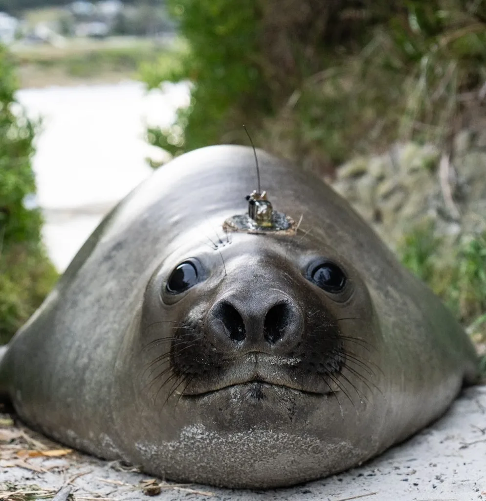 Viral sensation Neil the Seal given new home | New Idea