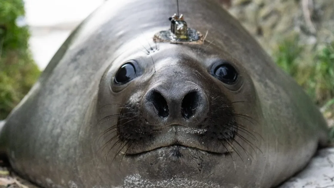 Viral sensation Neil the Seal given new home | New Idea
