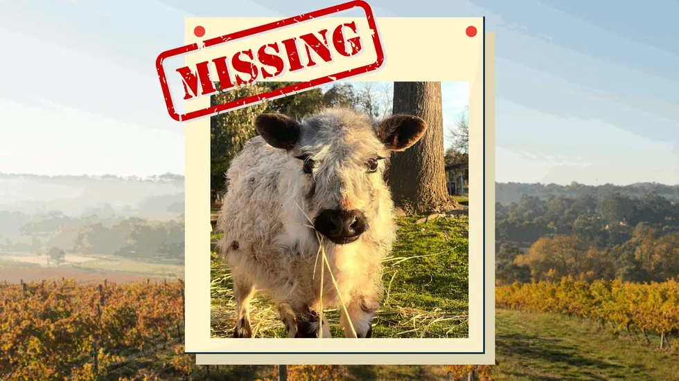 Heartbroken owners plea for safe return of beloved pet cow Olaf | New Idea