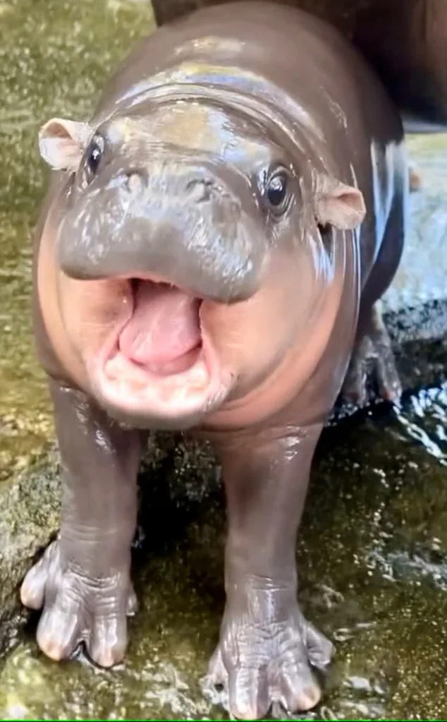 A look back at the cutest viral animal stars of 2024 | New Idea