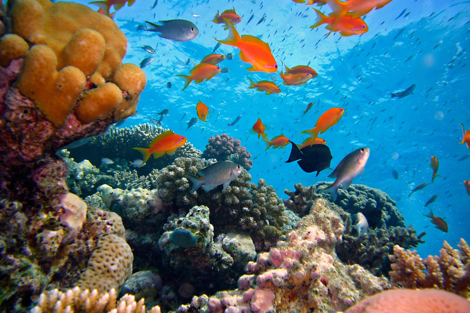 The top 9 David Attenborough documentaries to watch now | New Idea