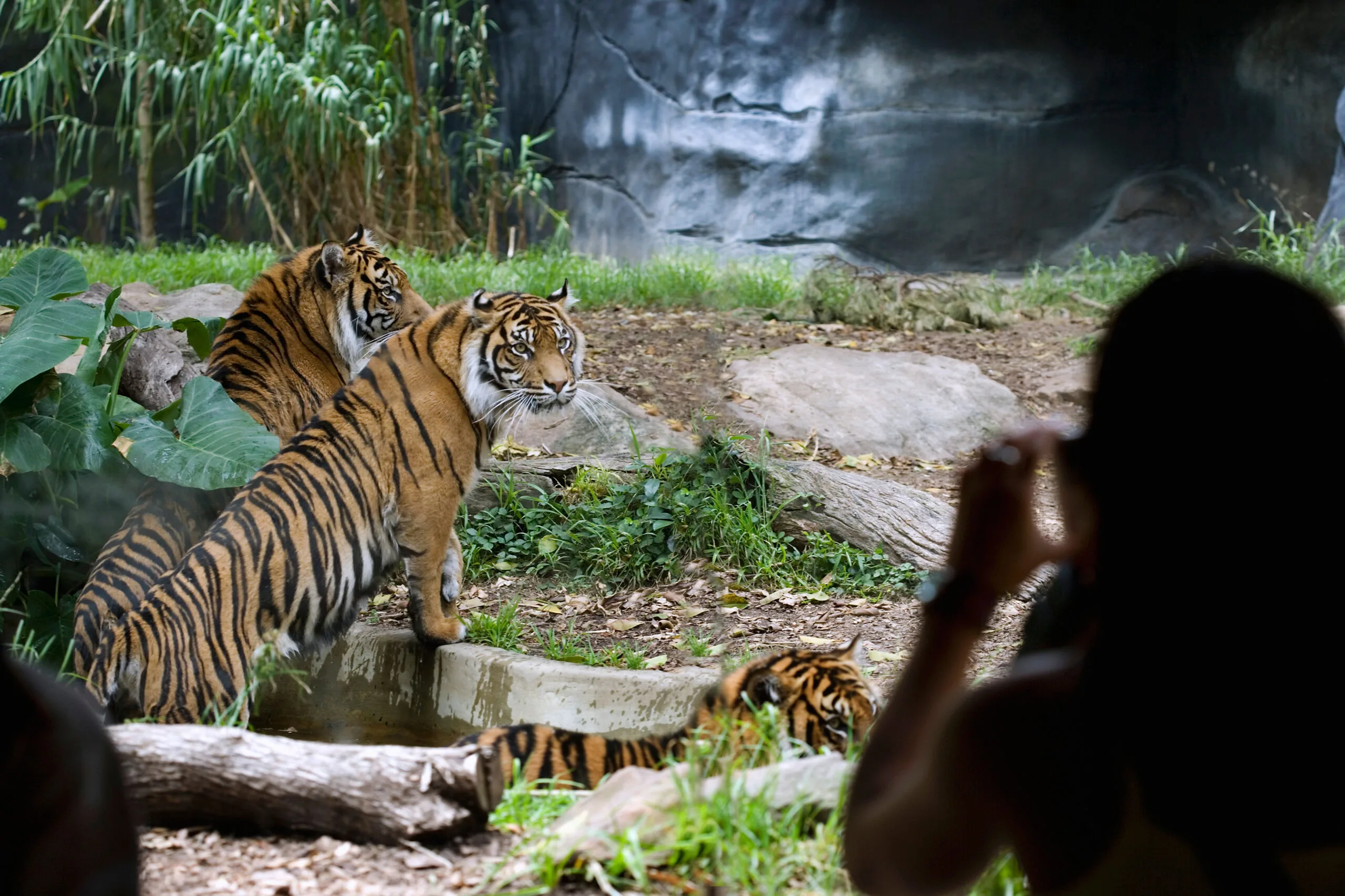 We met Taronga Zoo's Sumatran tigers... and here's how you can! | New Idea