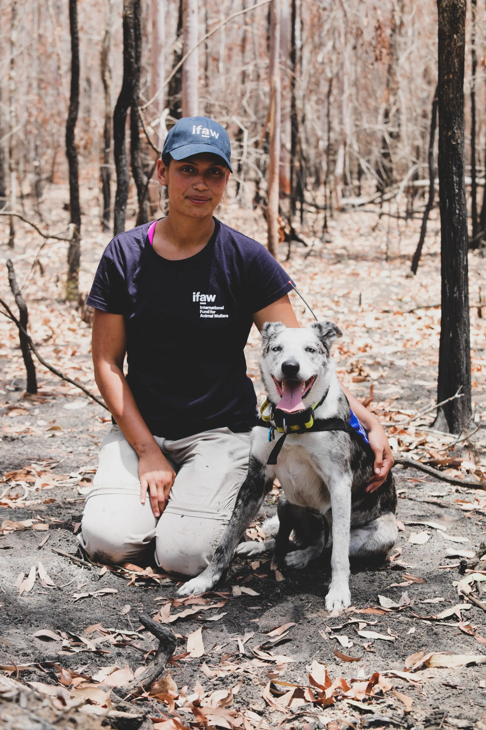 Koala Rescue Dog Bear Retires After a Decade Saving Wildlife