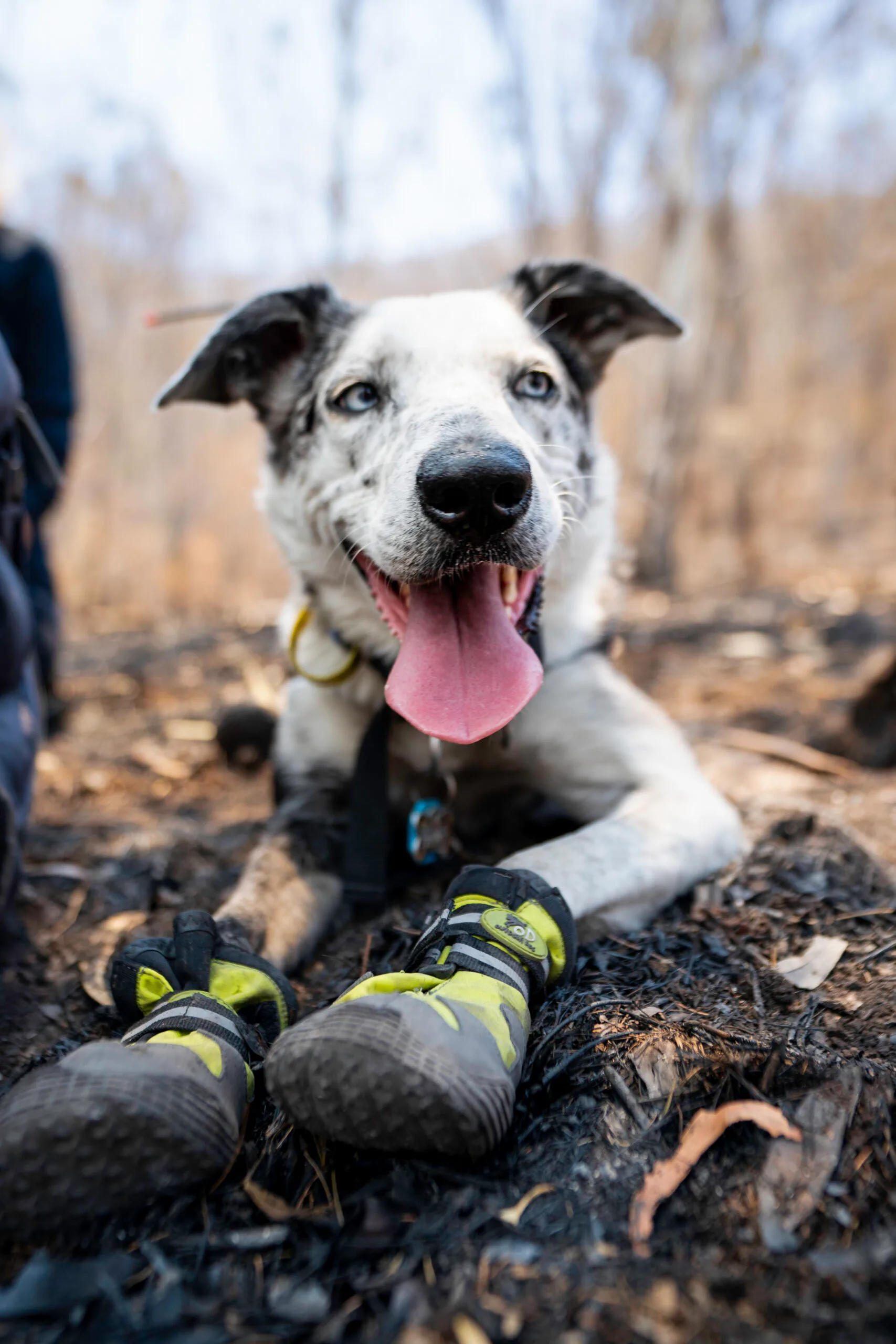 Koala Rescue Dog Bear Retires After a Decade Saving Wildlife