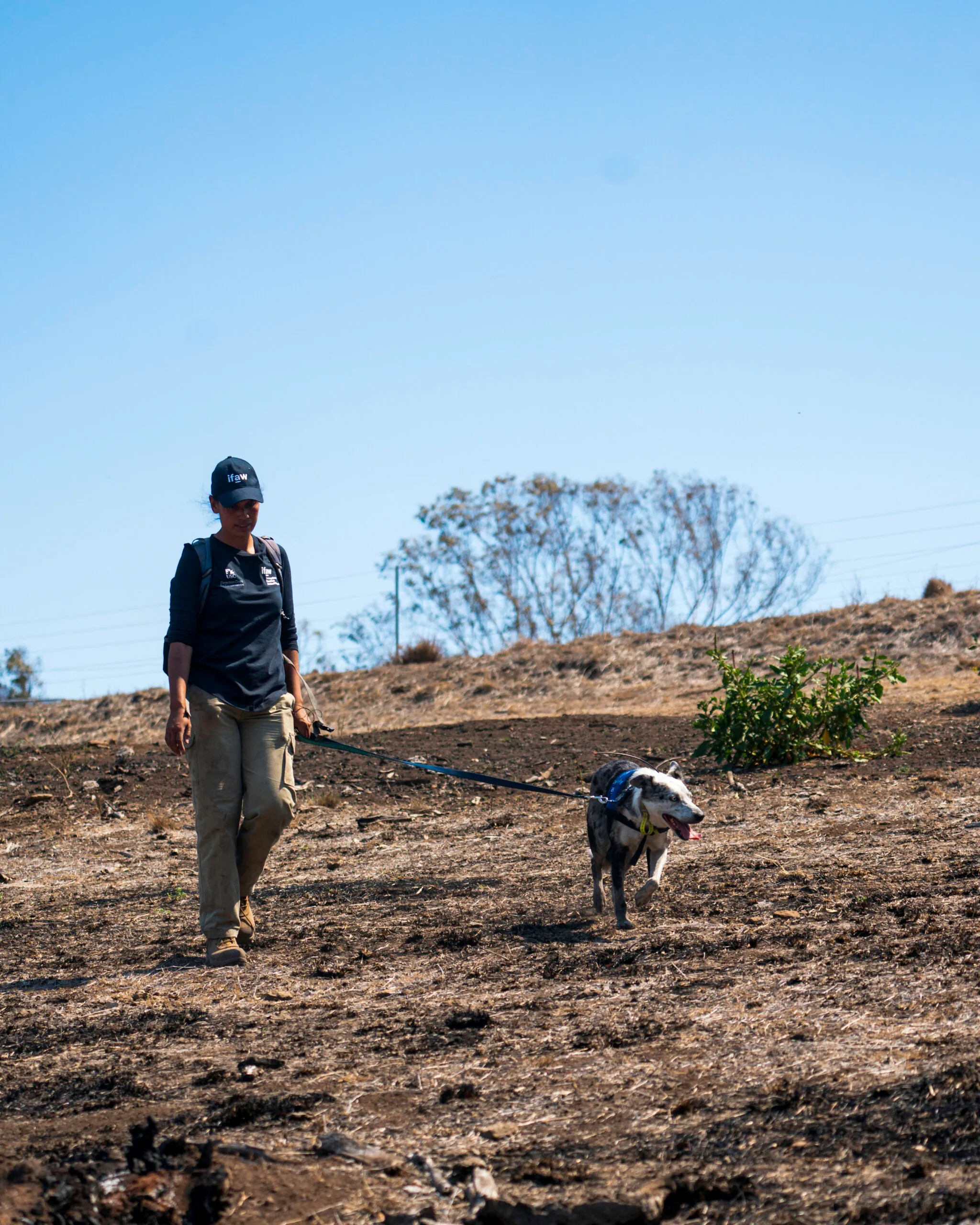 World famous rescue dog Bear retires after saving thousands of koalas