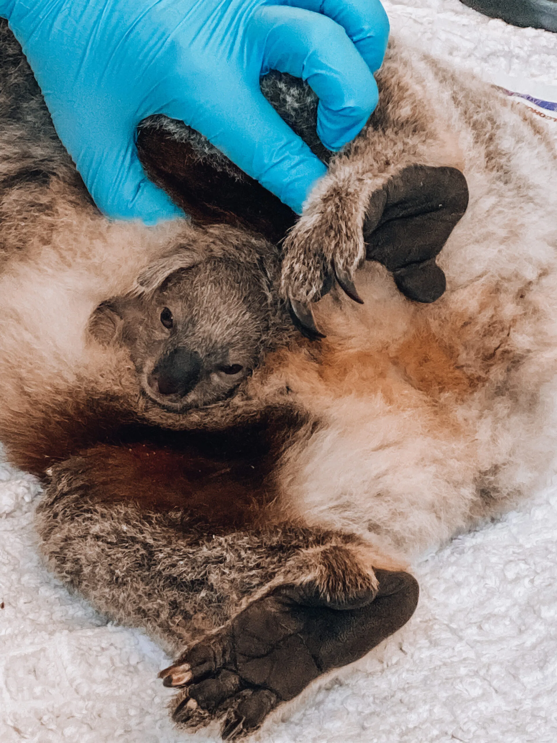 World famous rescue dog Bear retires after saving thousands of koalas