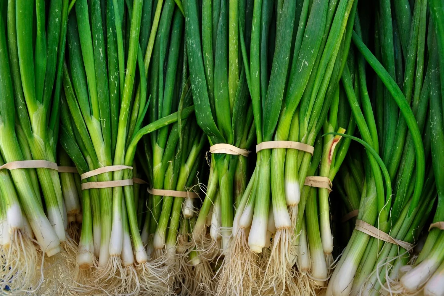 What Are Scallions? Are They Different to Green & Spring Onions? | New Idea