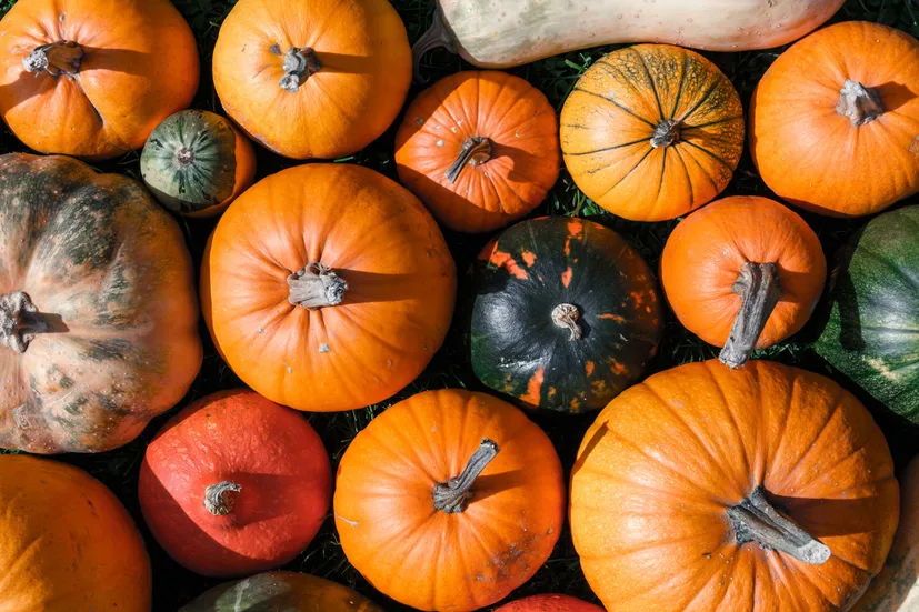 Pumpkin Varieties: What is The Best Type of Pumpkin? | New Idea