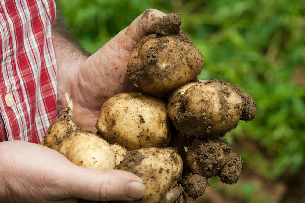 Best Potatoes for Mash: What Spuds Are Best for Mashing? | New Idea