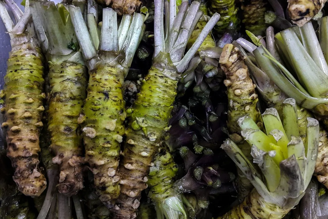 Growing Wasabi: How to Grow Wasabi in Australia | New Idea