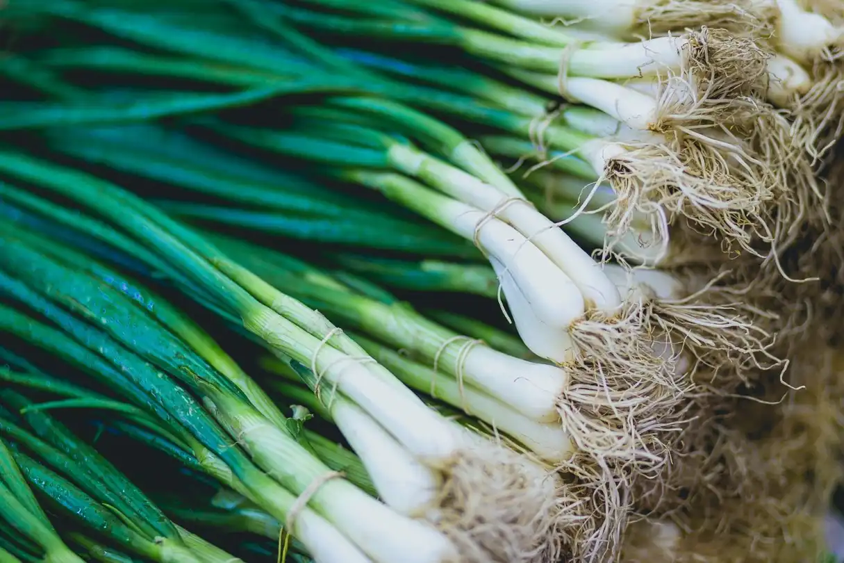 What Are Scallions? Are They Different to Green & Spring Onions? | New Idea