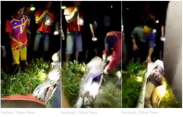 Horror as python swallows man whole in Indonesia | New Idea