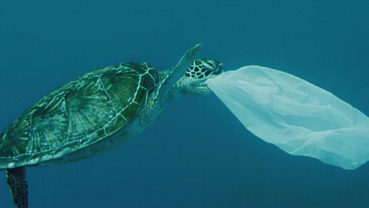 Single-use plastic ban 2022: What to know | New Idea