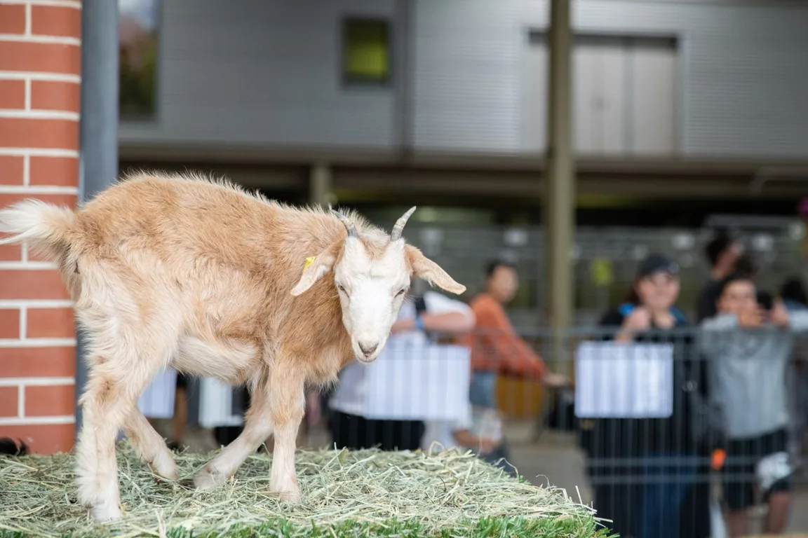 Your go-to guide to Sydney's Royal Easter Show 2024 | New Idea