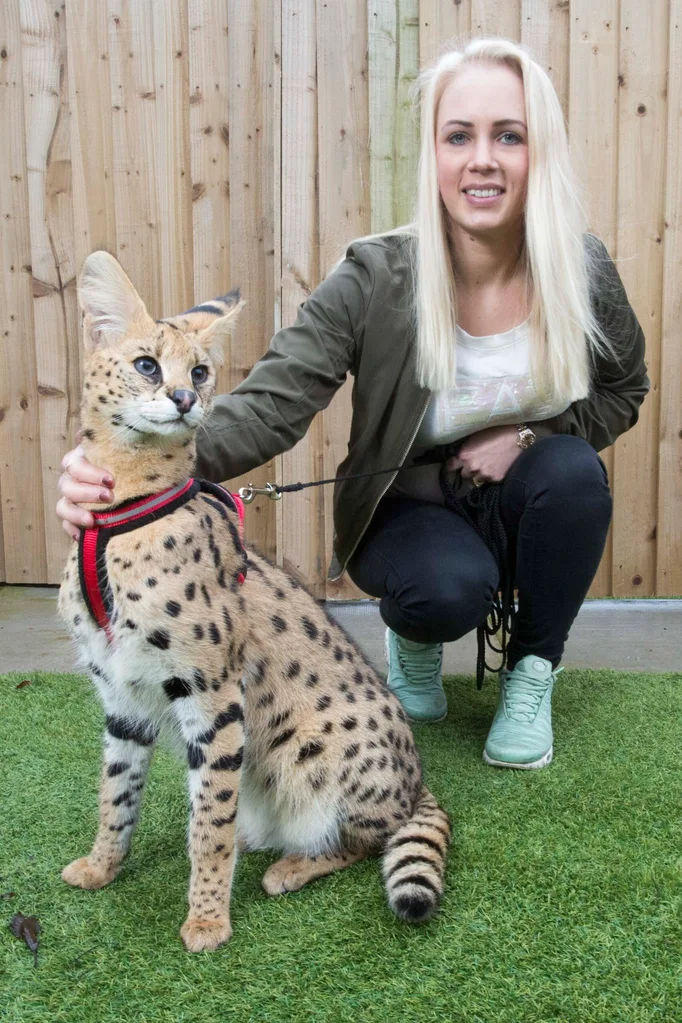 serval pet uk