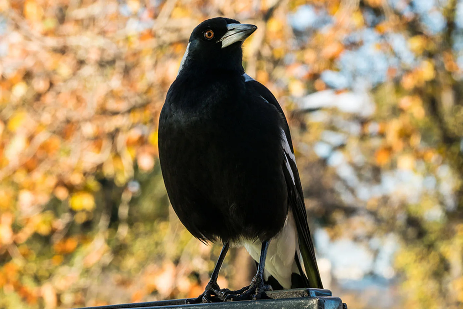 Magpies in West Australia hit with mysterious bird disease | New Idea
