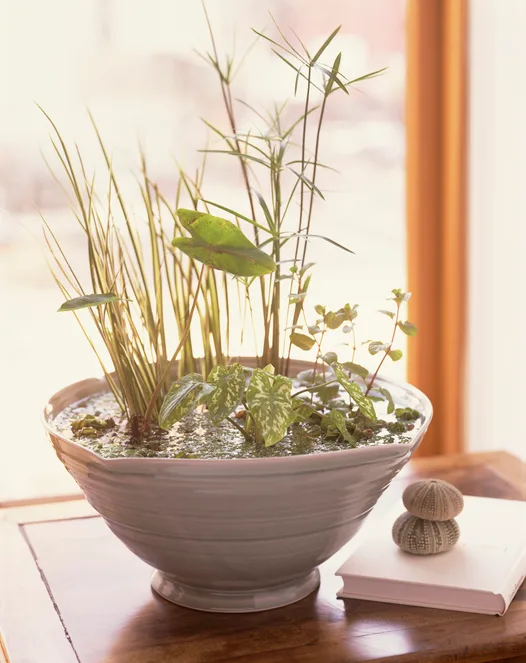 Gardening made easy - make a dish garden | New Idea