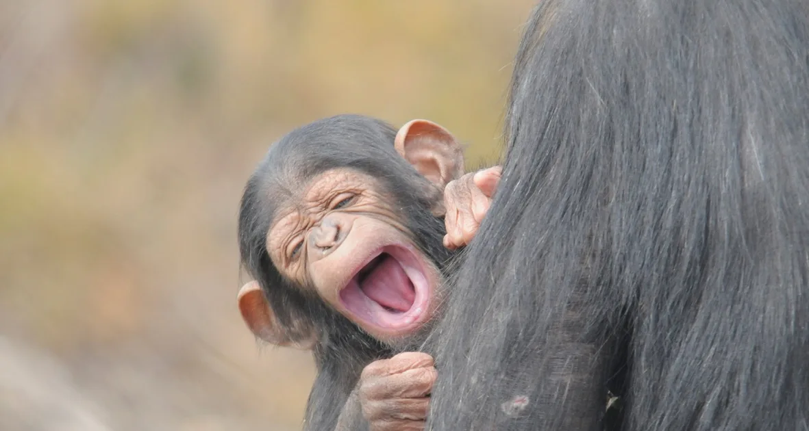 Chimp mum filmed swinging baby in heart melting scenes | New Idea