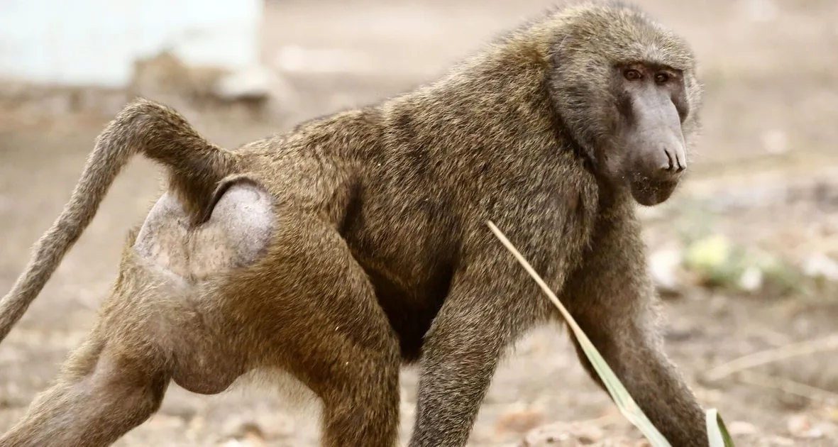 BREAKING: BABOONS on the loose in Sydney as police swarm hospital | New ...