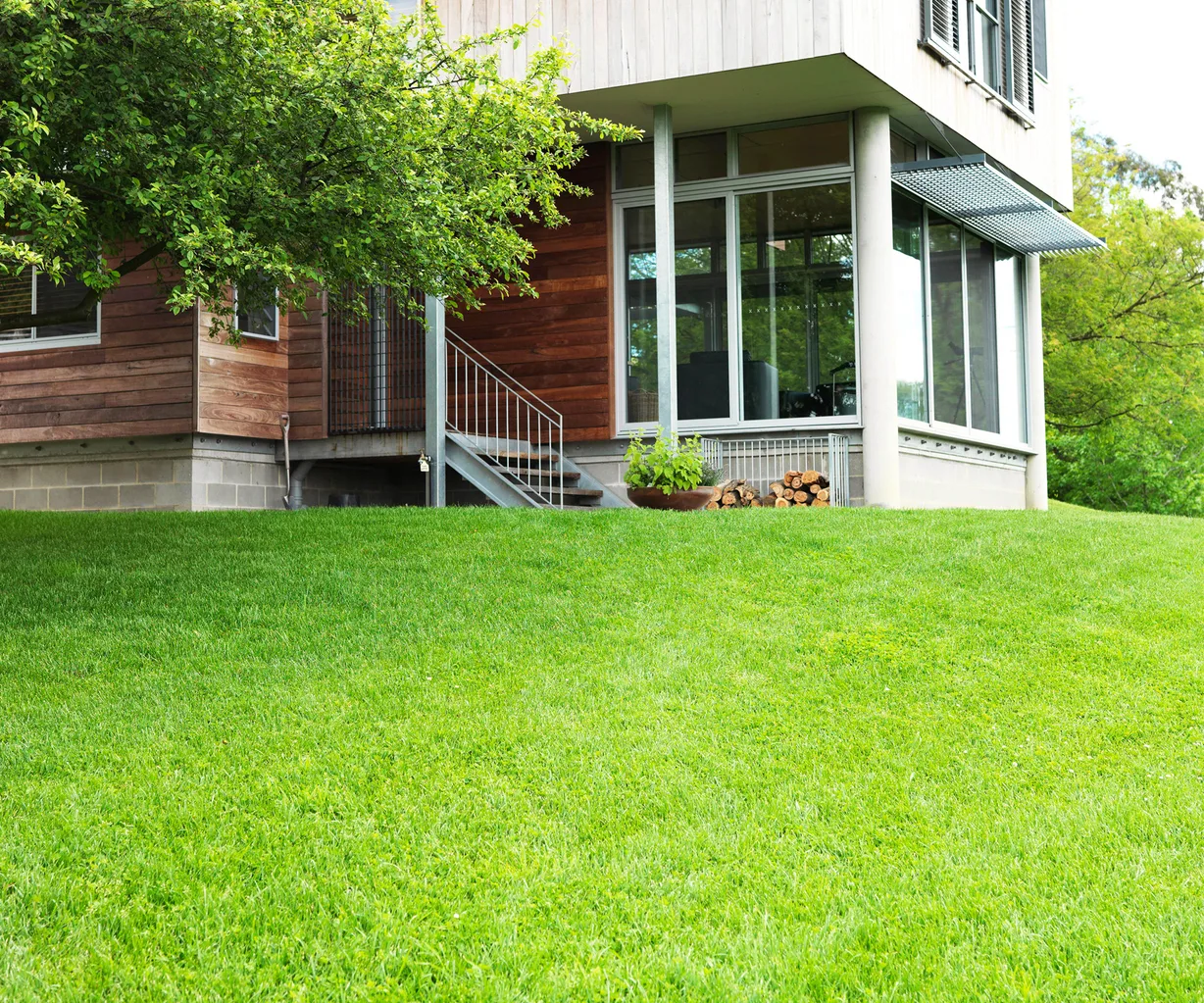 How to maintain an immaculate lawn