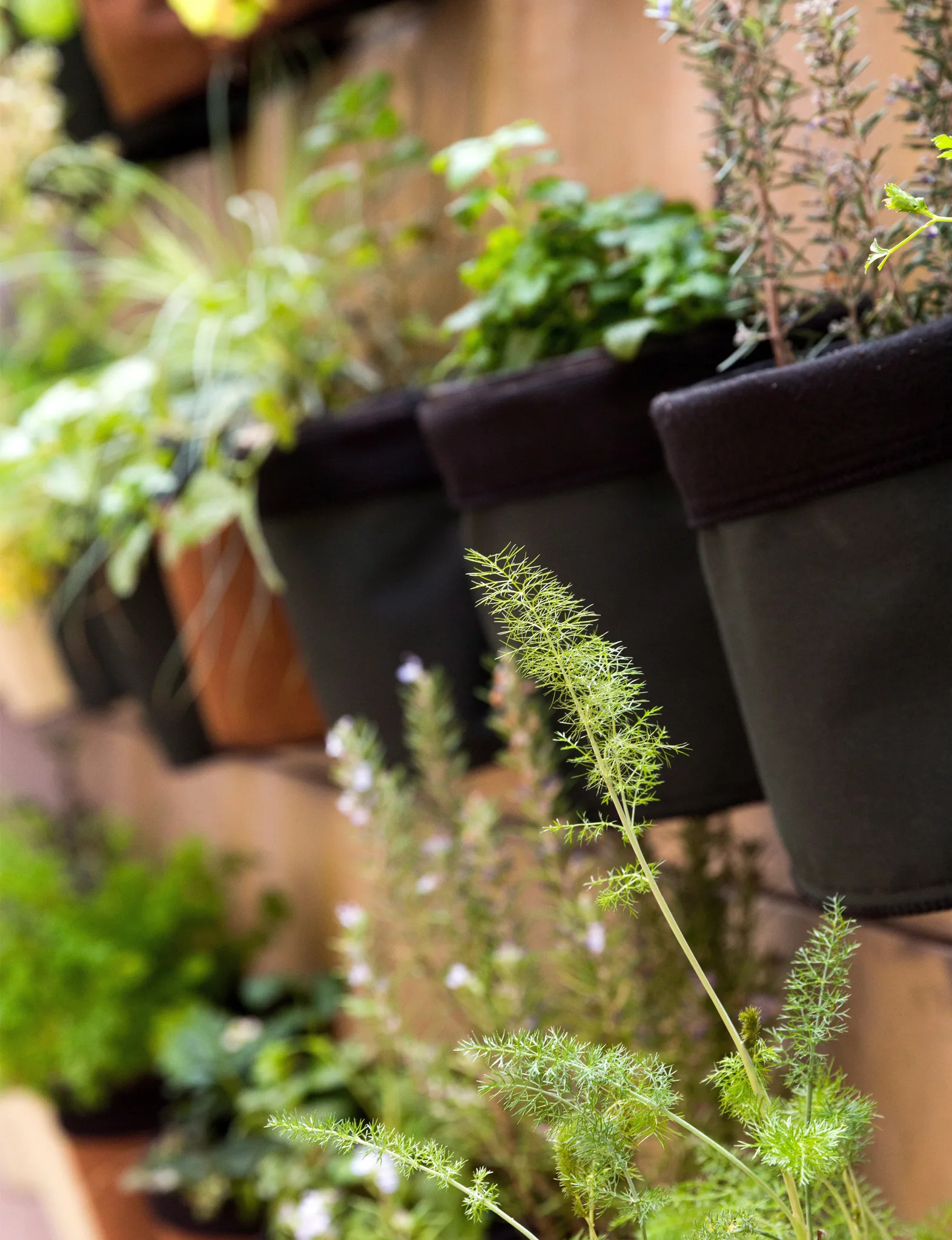 Top 10 potted herbs for small spaces - Your Home and Garden NZ