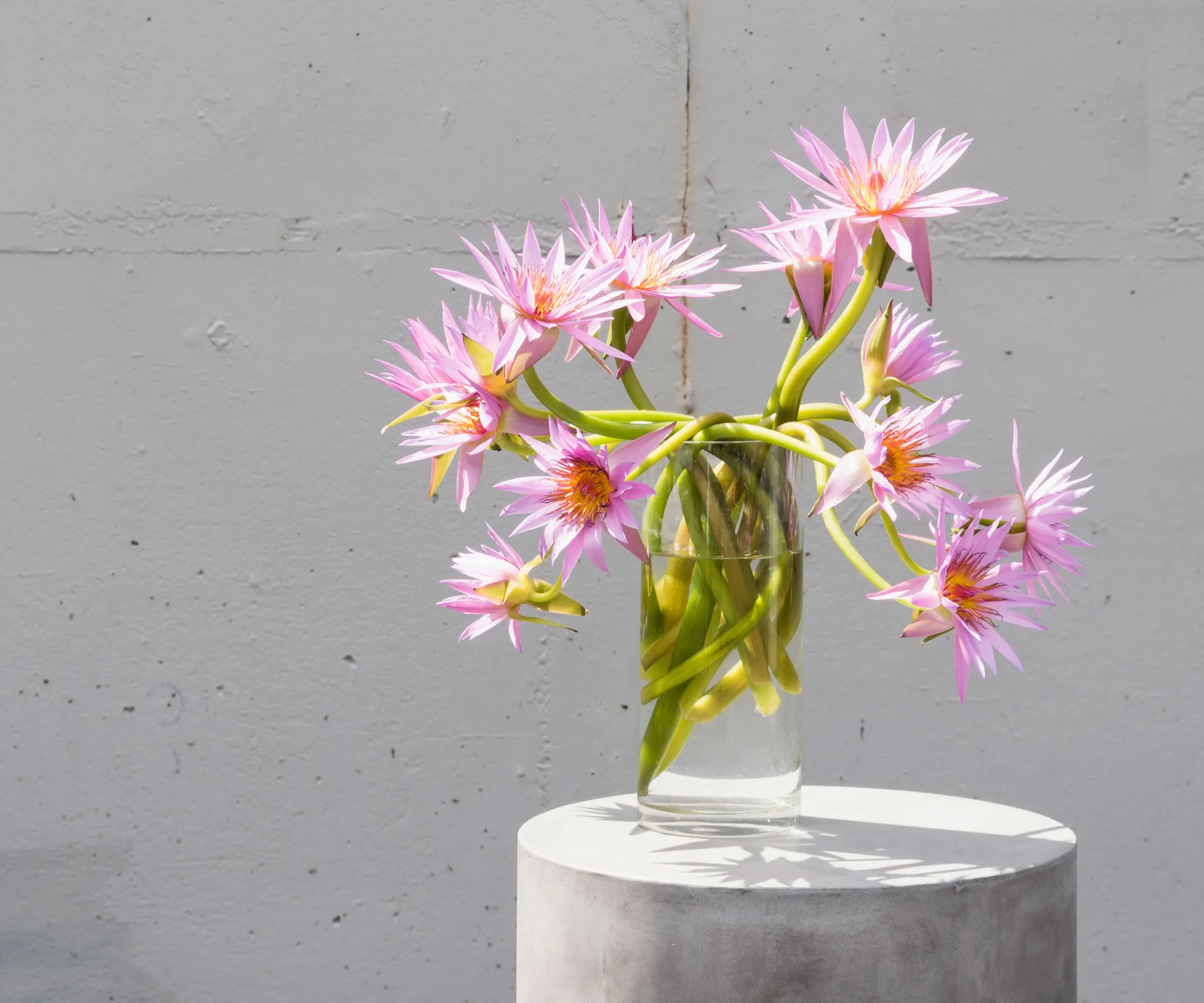 All about April's flower of the month: Water Lillies