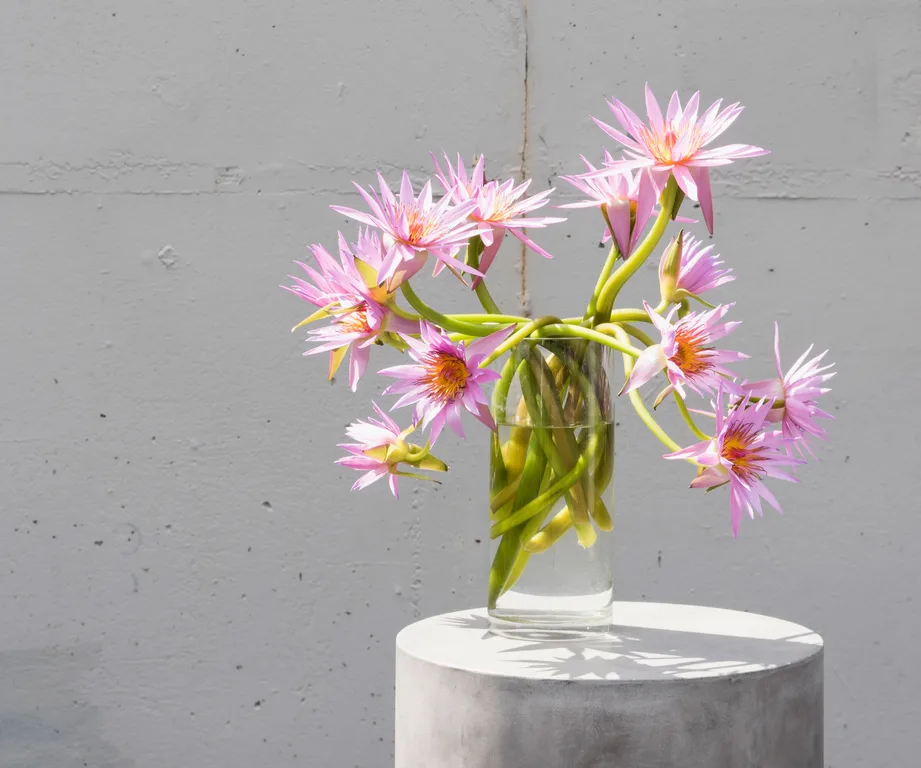 All about April's flower of the month: Water Lillies