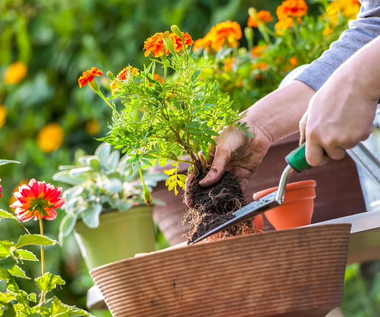Your go-to guide with all the tips and tricks for May gardening