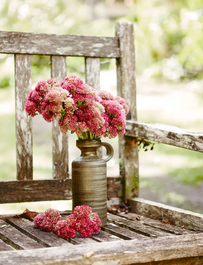 Sedum blossoms: the fluffy flowers that will add warm texture to your home