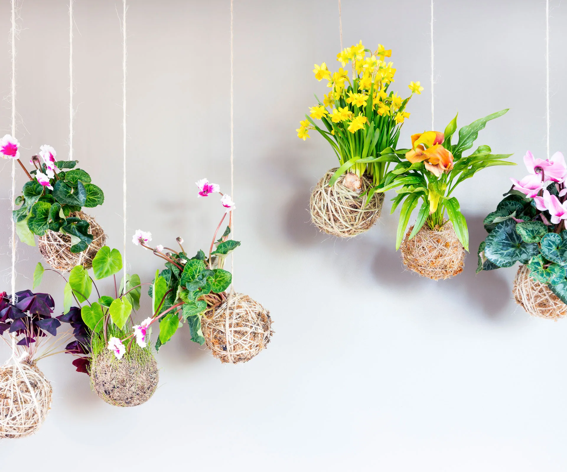 How to make Japanese inspired hanging Kokedama