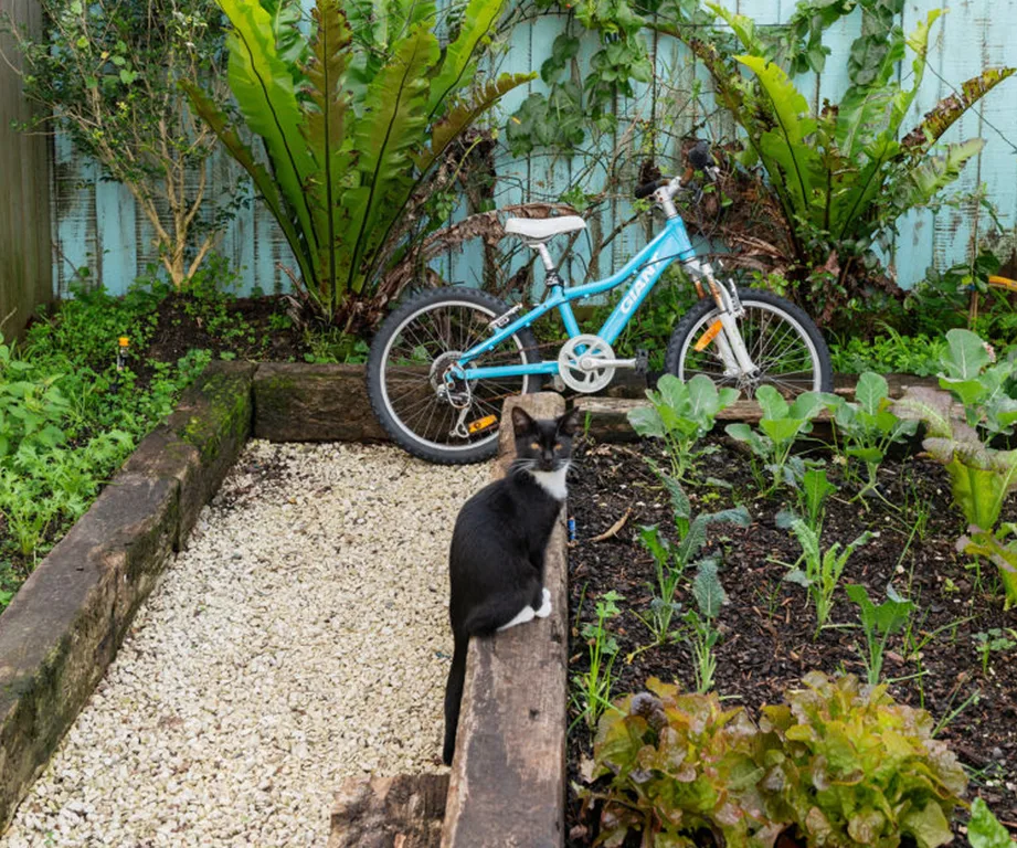 All you need to know about what to do in the garden this June