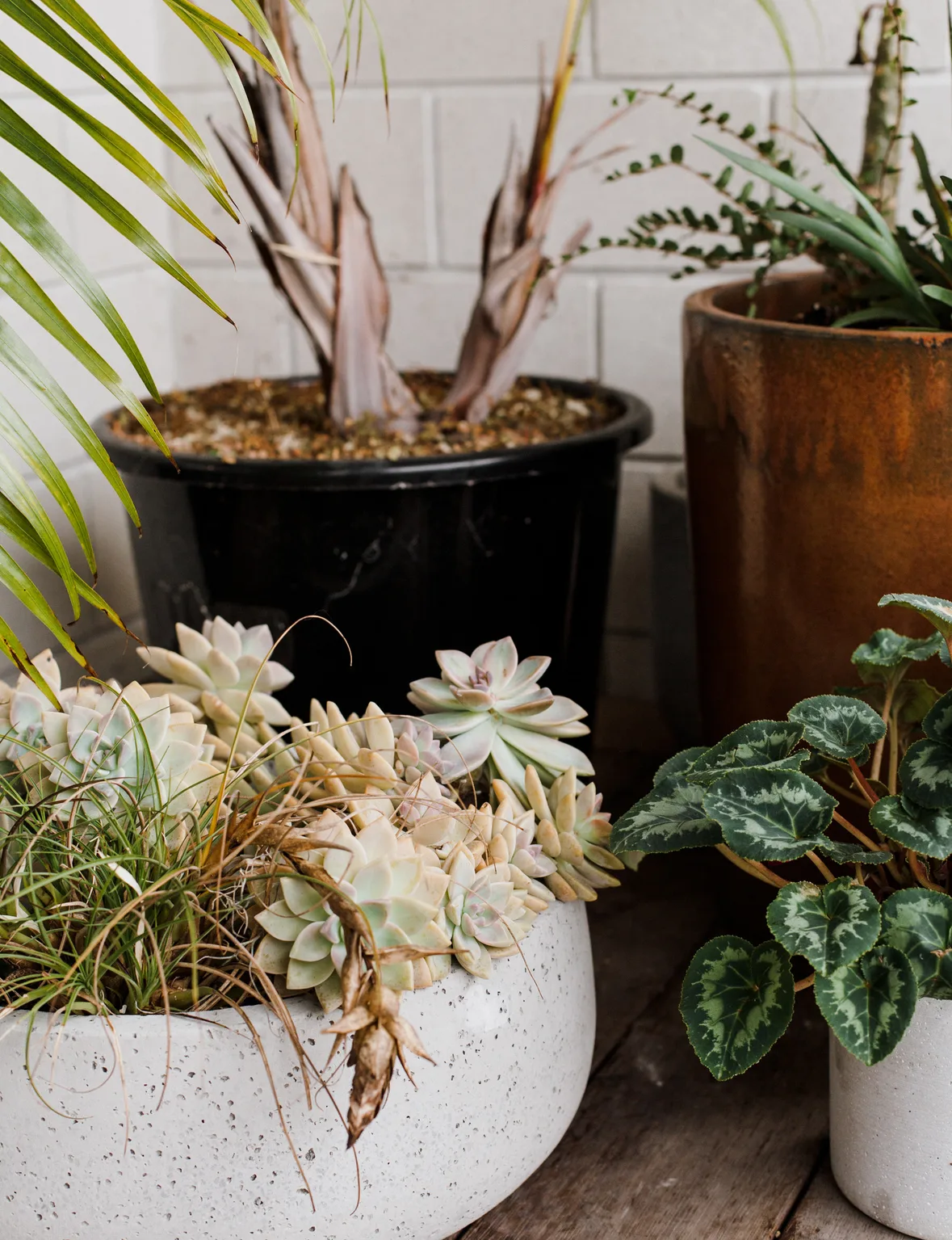 This guide to choosing pot plants will make you look like a pro gardener