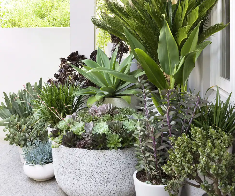 This guide to choosing pot plants will make you look like a pro gardener
