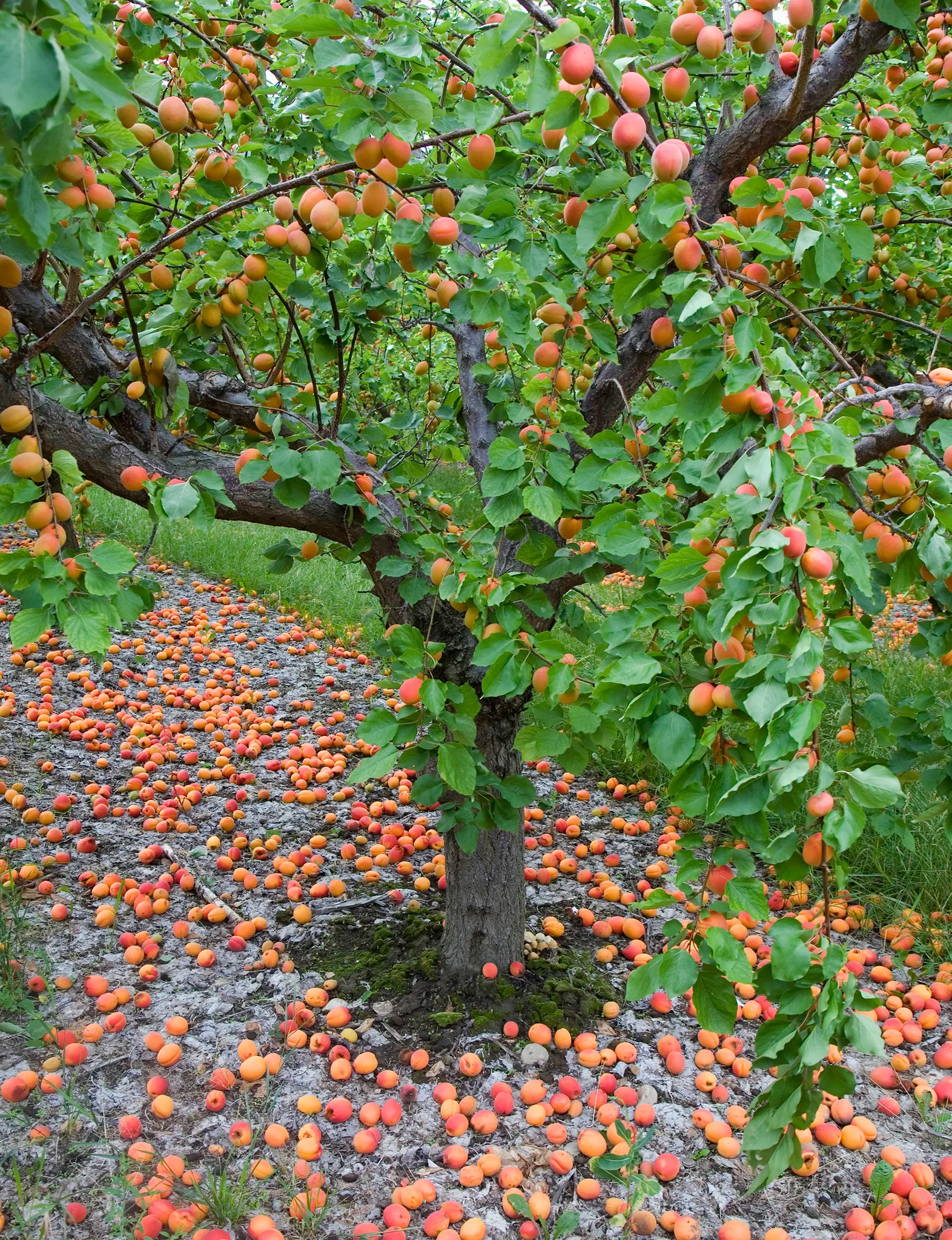 Four of your summer gardening questions answered - Your Home and Garden NZ