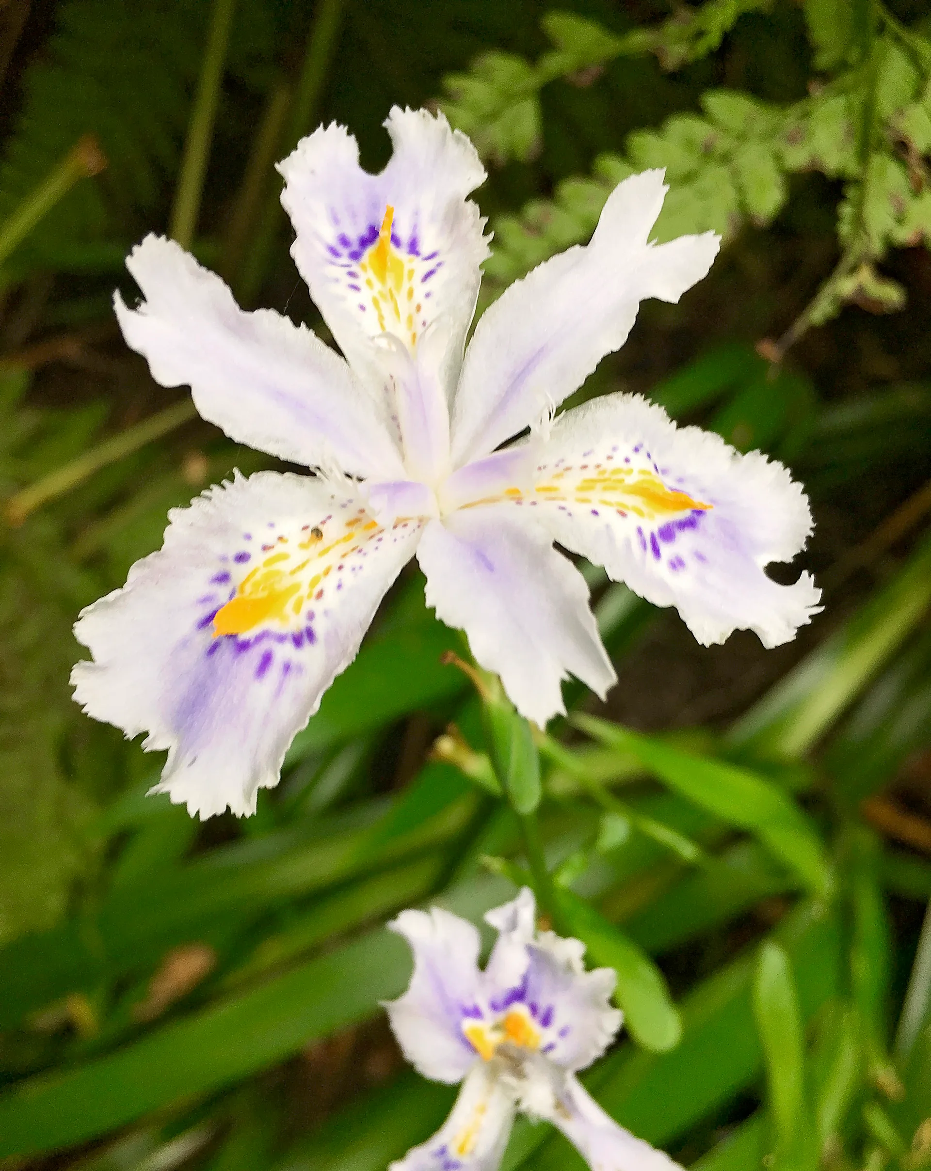 Gardening expert Mary Lovell-Smith shares her favourite species of iris ...