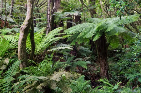 Your guide to picking which native plant suits your space - Your Home ...