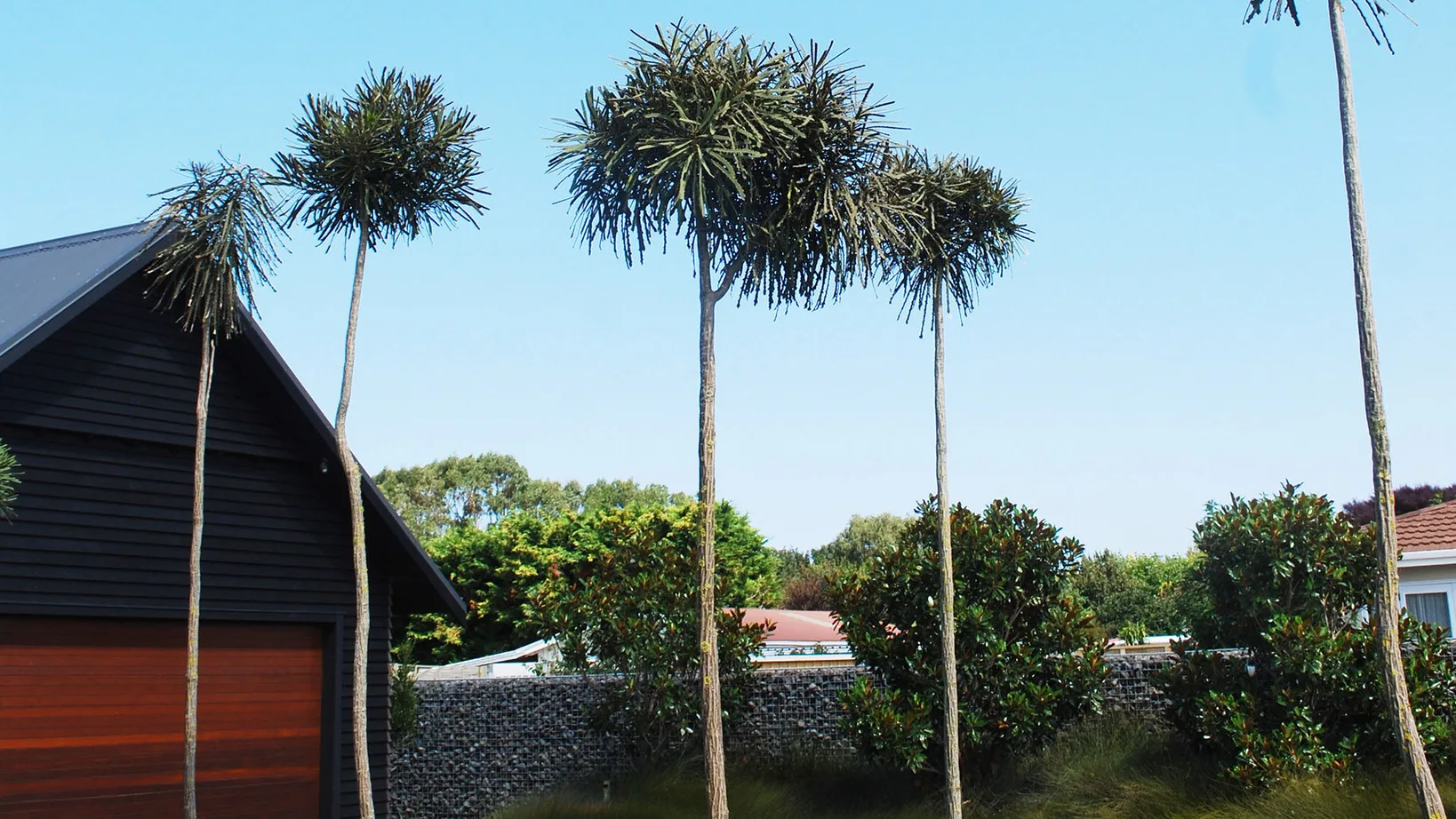 Your guide to picking which native plant suits your space - Your Home ...