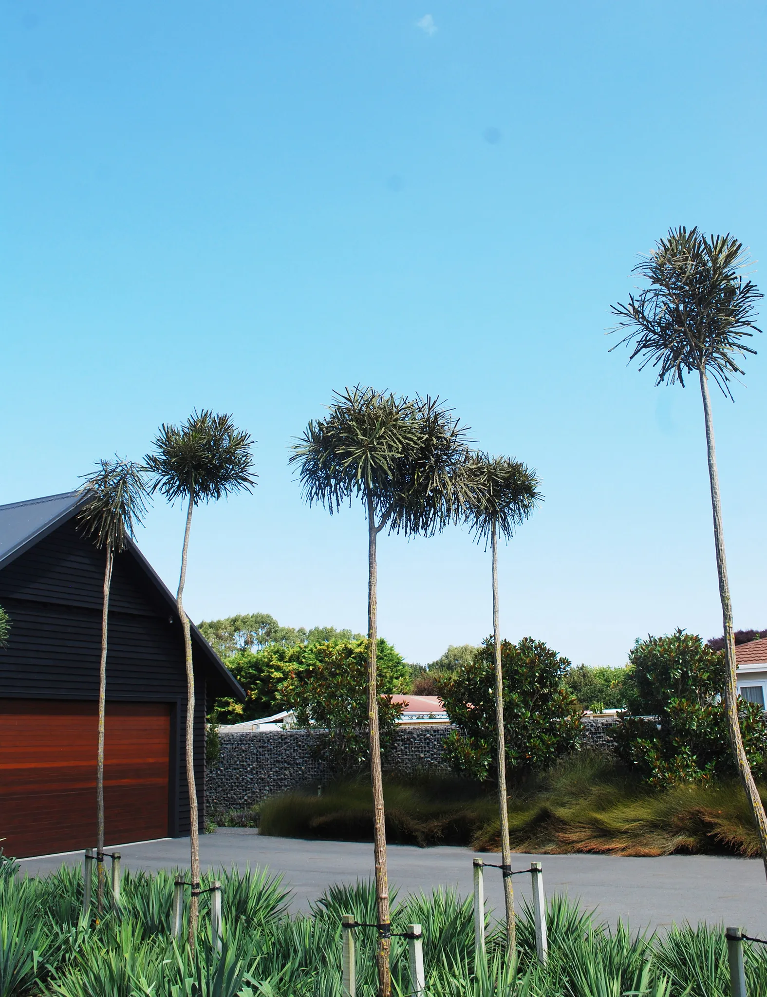 Your guide to picking which native plant suits your space - Your Home ...