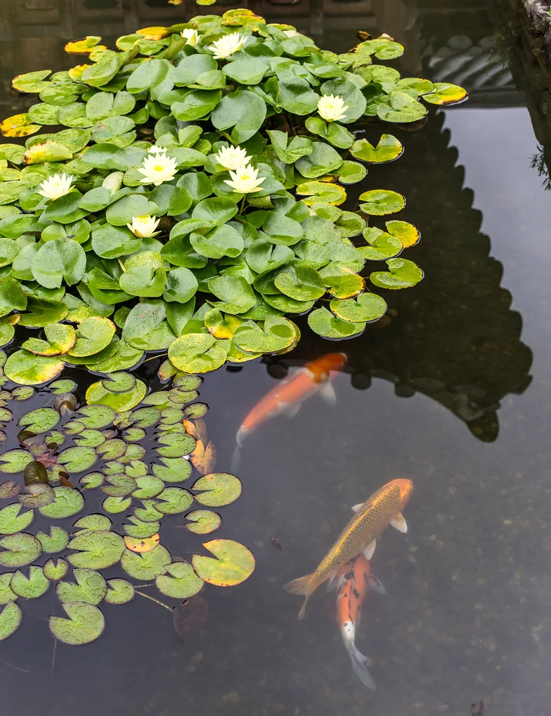 What you need to know when installing a pond in your backyard