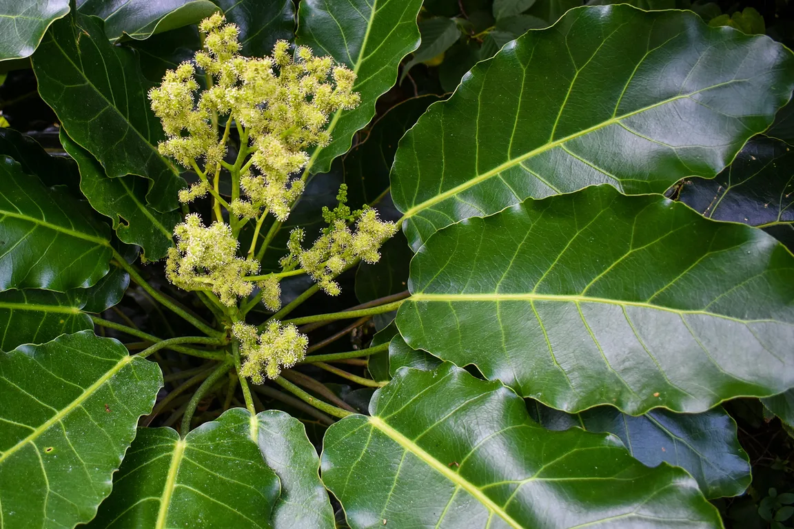 Your guide to picking which native plant suits your space - Your Home ...