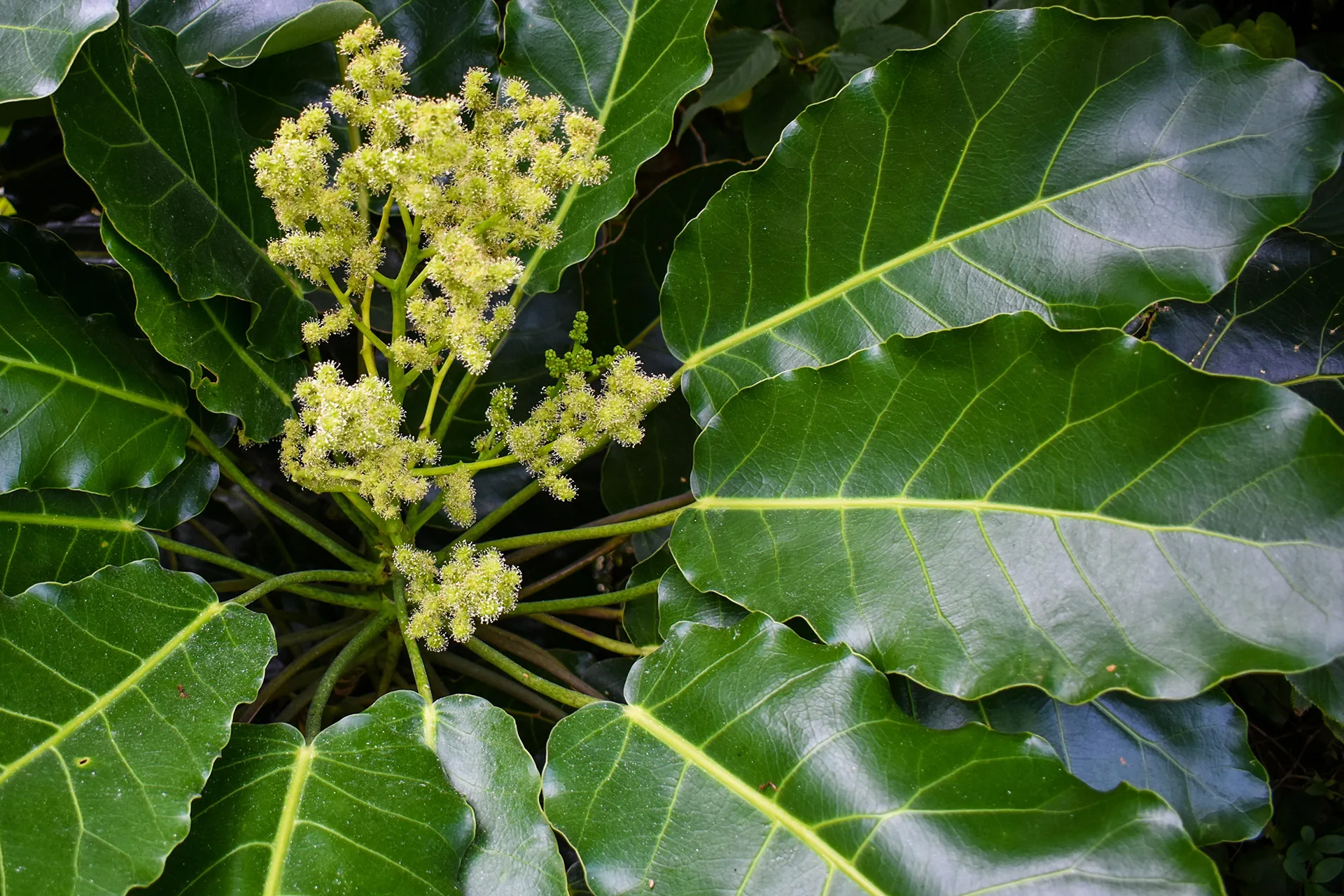 Your guide to picking which native plant suits your space - Your Home ...