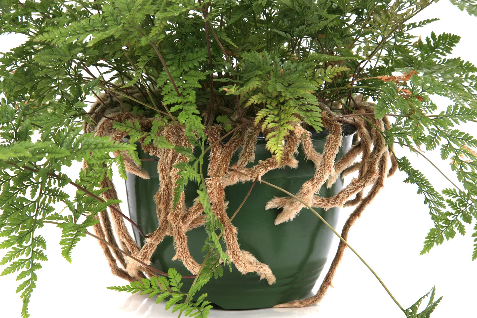 10 of the best pot plants for your home - Your Home and Garden NZ