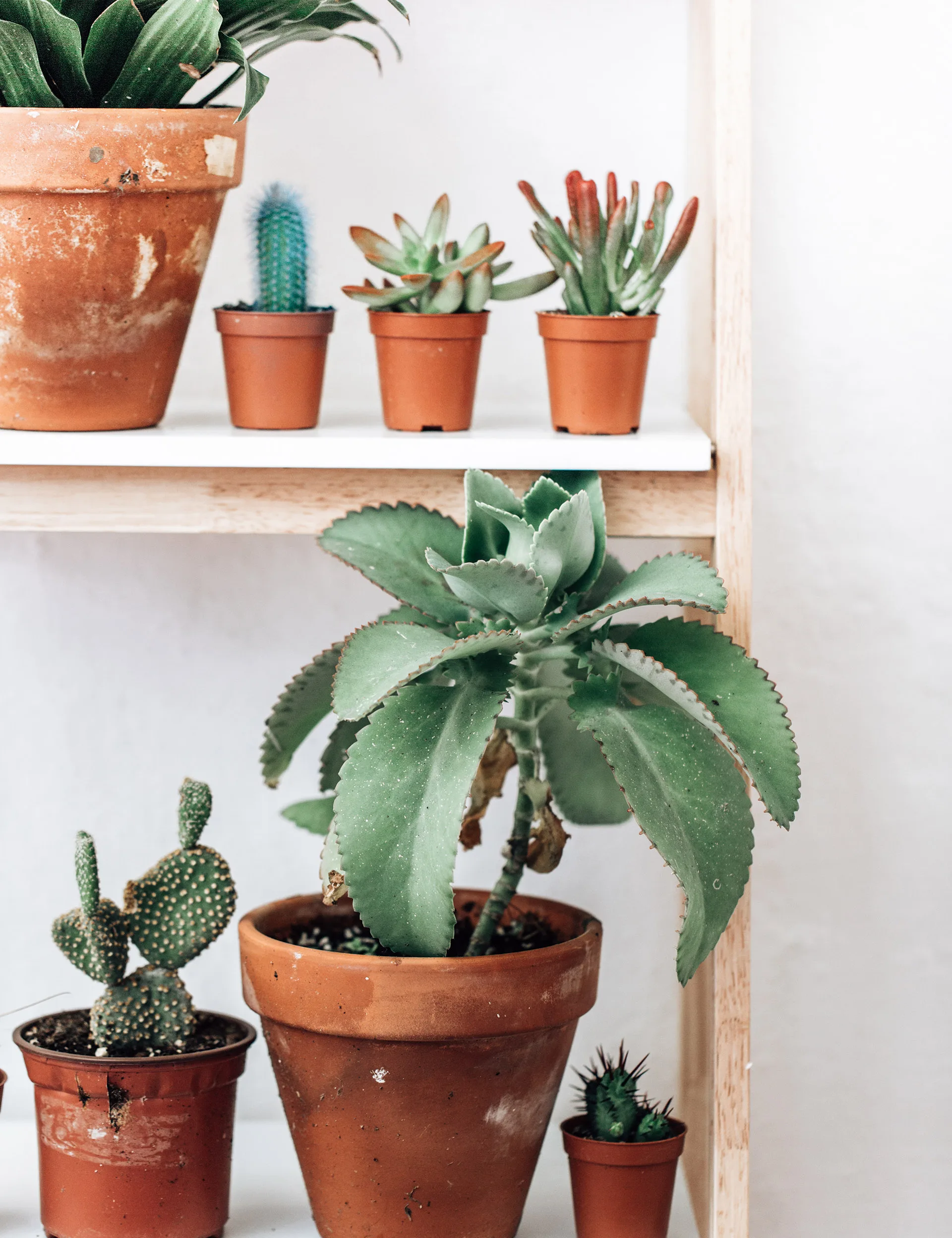 10 of the best pot plants for your home - Your Home and Garden NZ