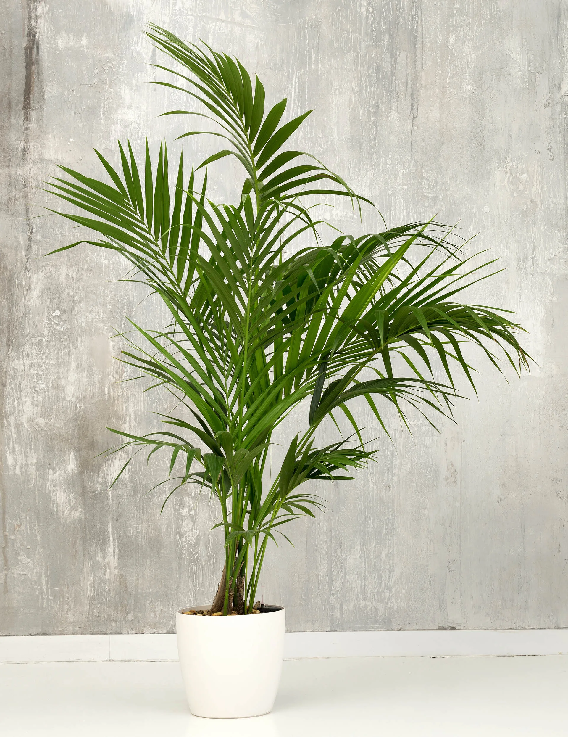 10 of the best pot plants for your home - Your Home and Garden NZ