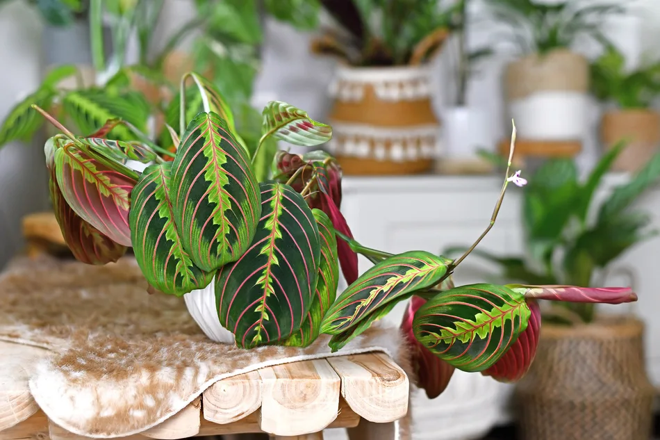 10 of the best pot plants for your home - Your Home and Garden NZ